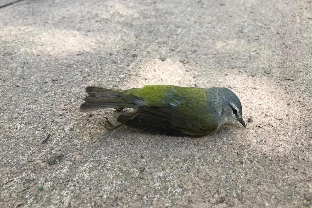 Taking a Closer Look at Bird–Window Collisions