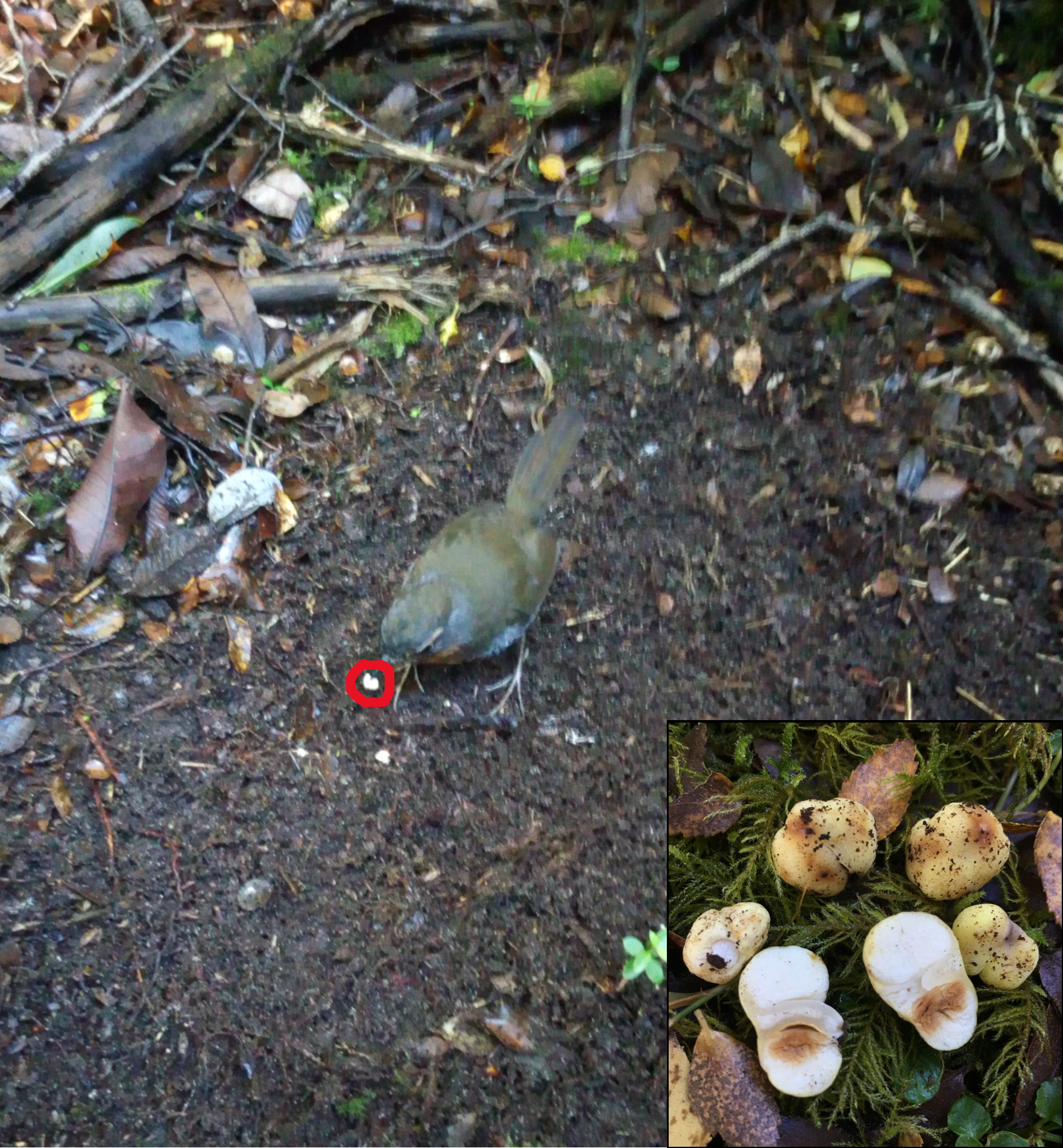 Birds & Truffles in Chile's Temperate Rainforests