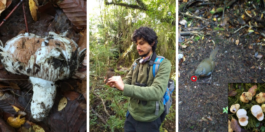Birds & Truffles in Chile's Temperate Rainforests