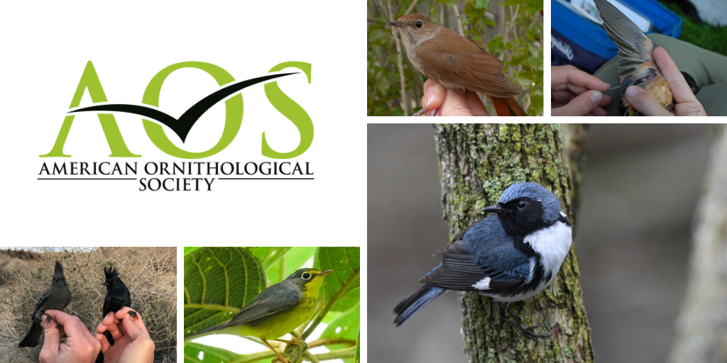 Celebrate World Migratory Bird Day With Six Cool Migration Studies