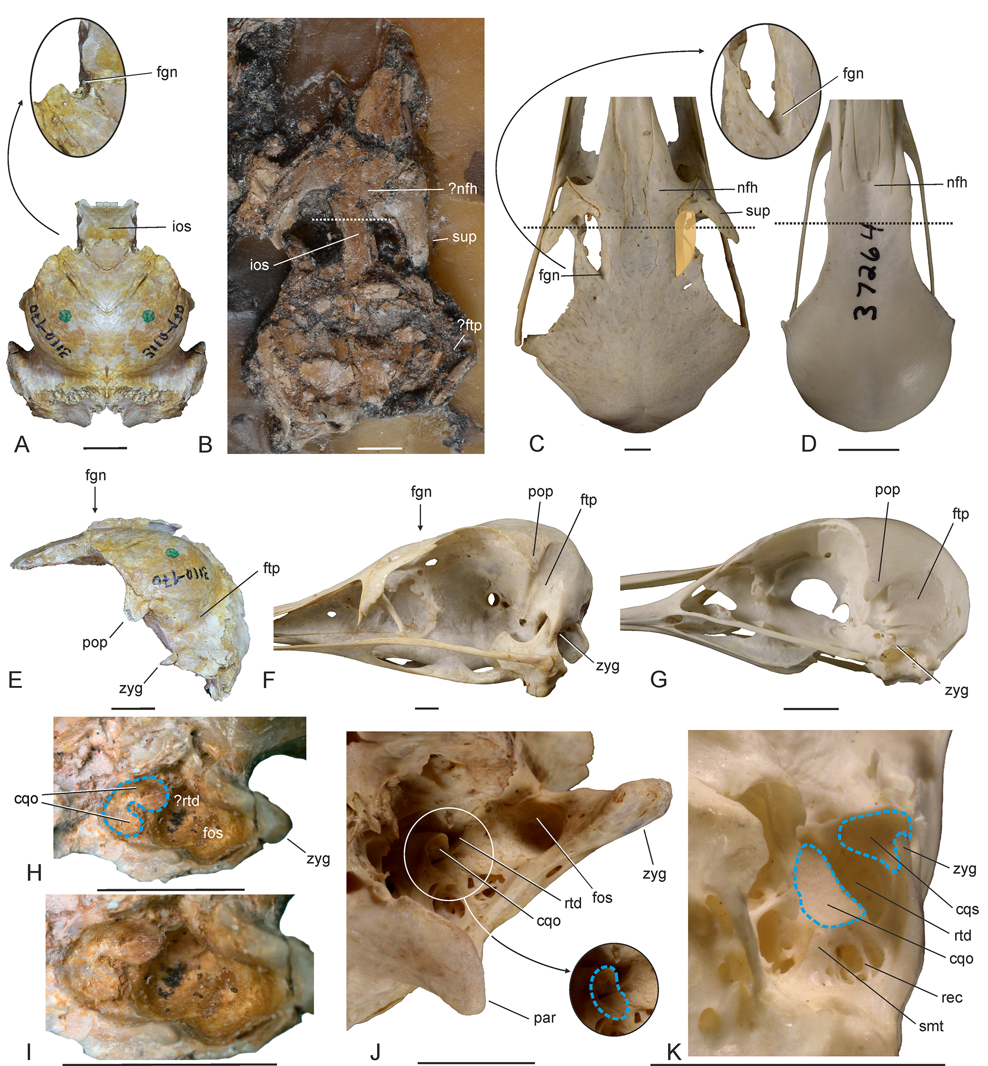 Ostrich evolution revealed: Fossil finds shed new light on the ...