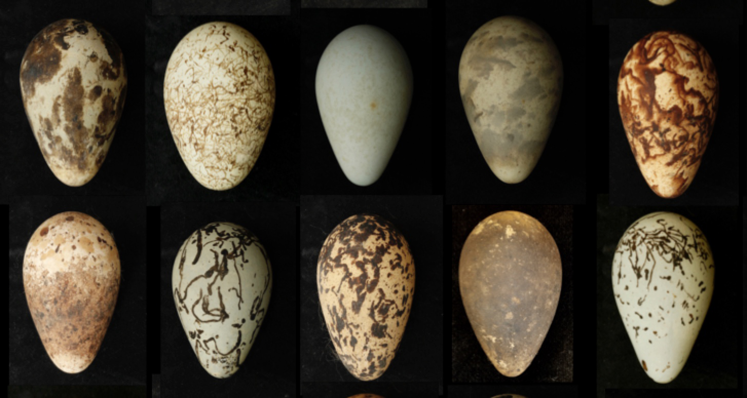 Distinctive egg color variations in Common Murres - American ...