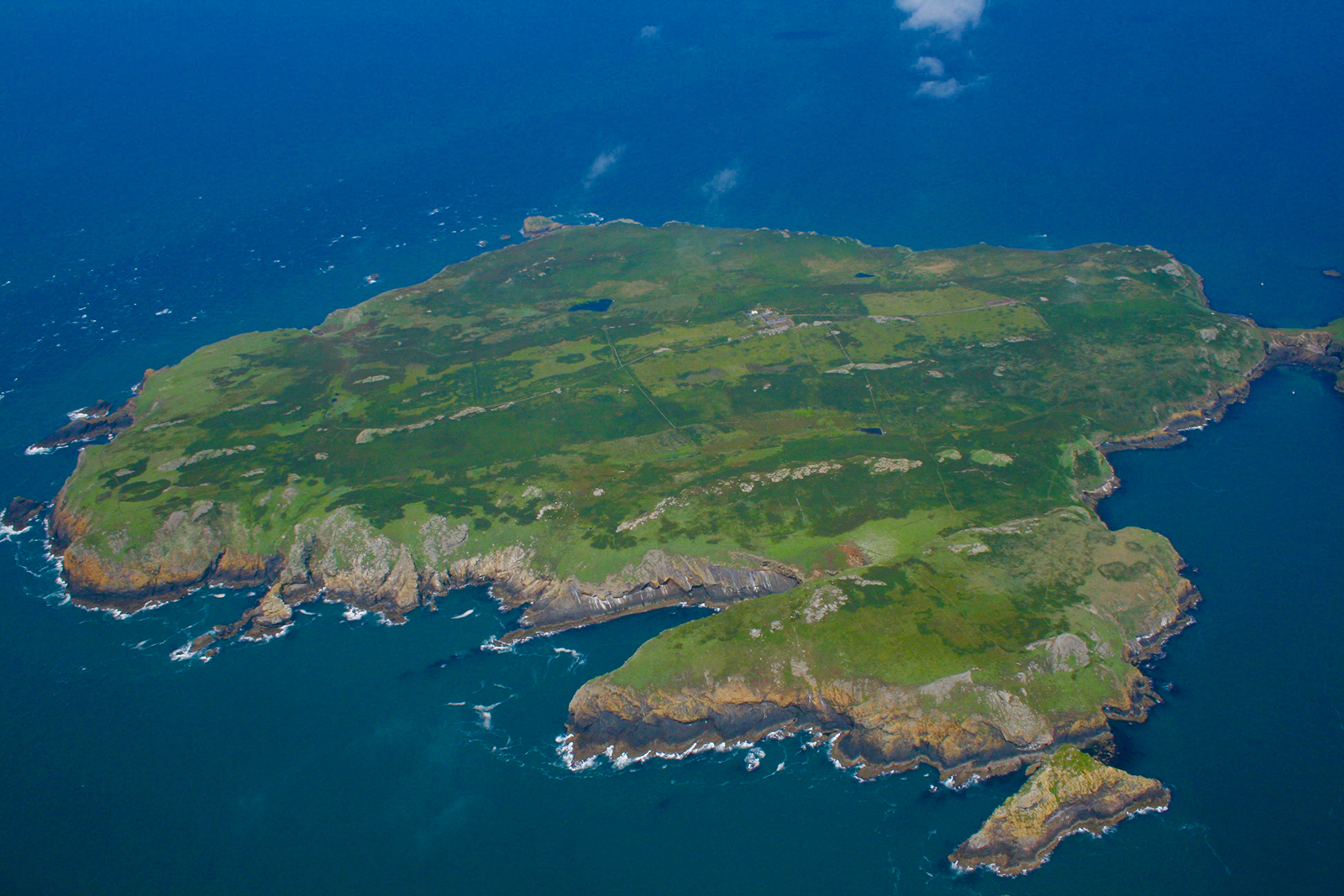 Distinctive egg color variations in Common Murres - American ...