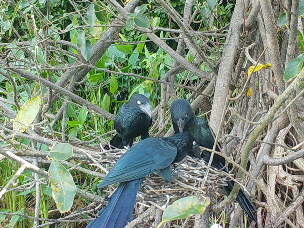 A serendipitous discovery sheds light on inter-group competition in a ...