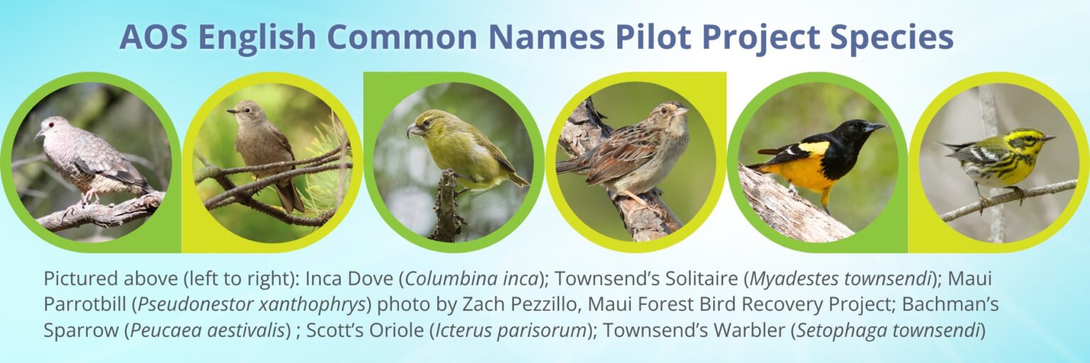 AOS Pilot Project to Change Harmful English Common Bird Names ...