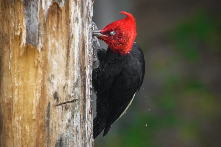 Hidden Nests: Advances and Challenges in the Research and Conservation ...