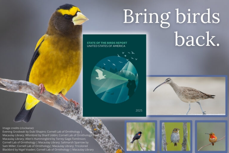 U.S. State of the Birds 2025 report finds one-third of U.S. birds need ...