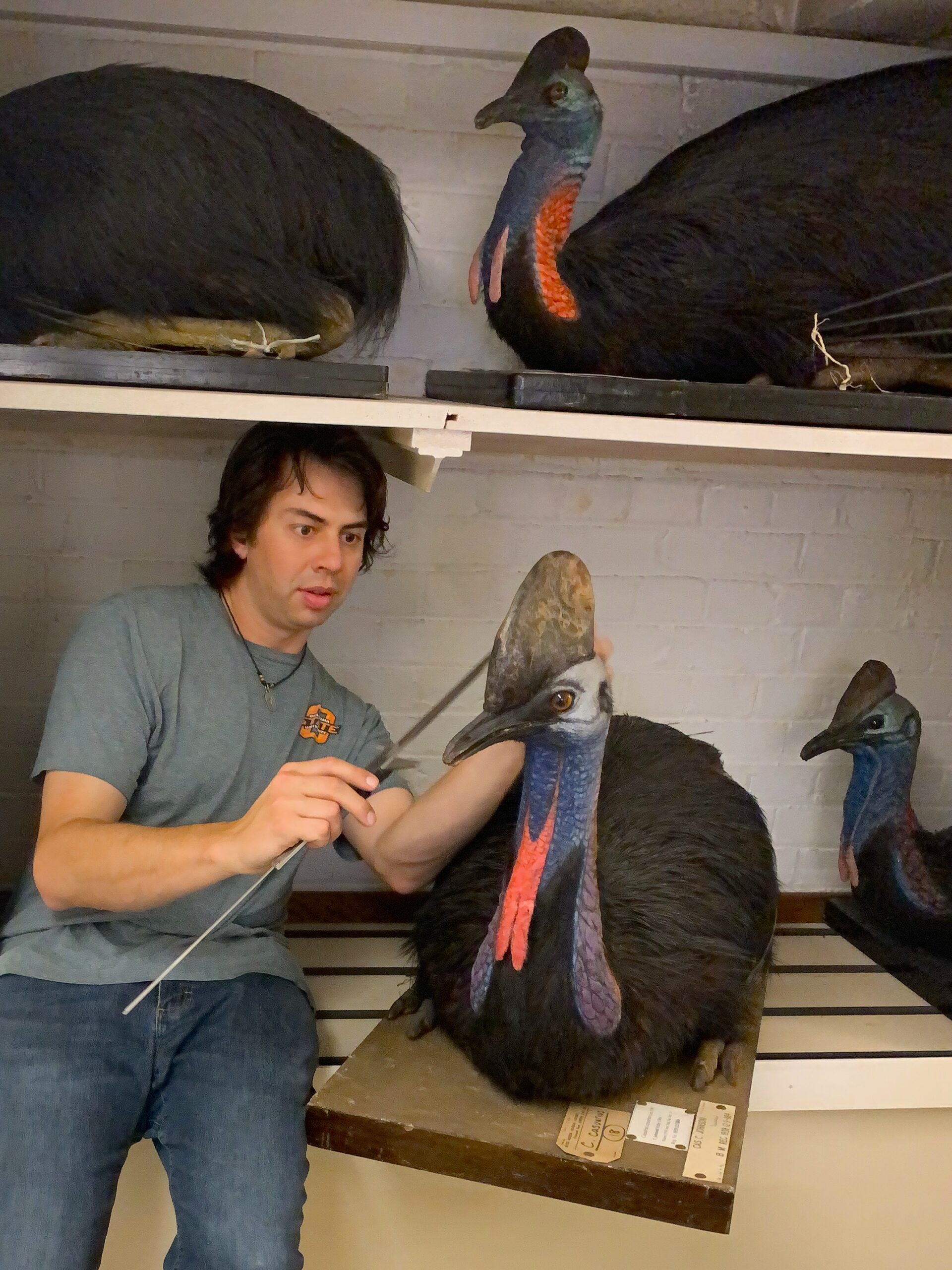 Distinctive casque morphologies among cassowary species - American ...
